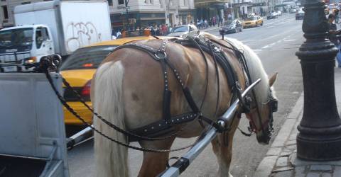 Horse-Ban Vote Could Come Next Year