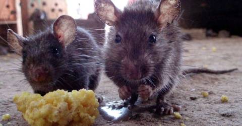 "Rat Crossing" Signs Posted on Upper West Side