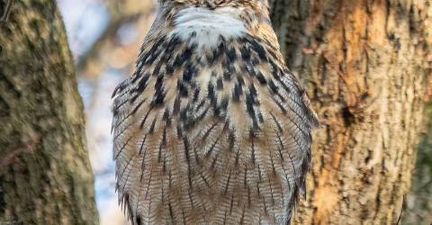 Want to Catch a Glimpse of Flaco the Owl? Let Him Come to You